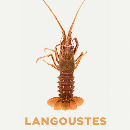 Langouste Royale Vivante | Prat-Ar-Coum | Carantec | Finistère | Bretagne